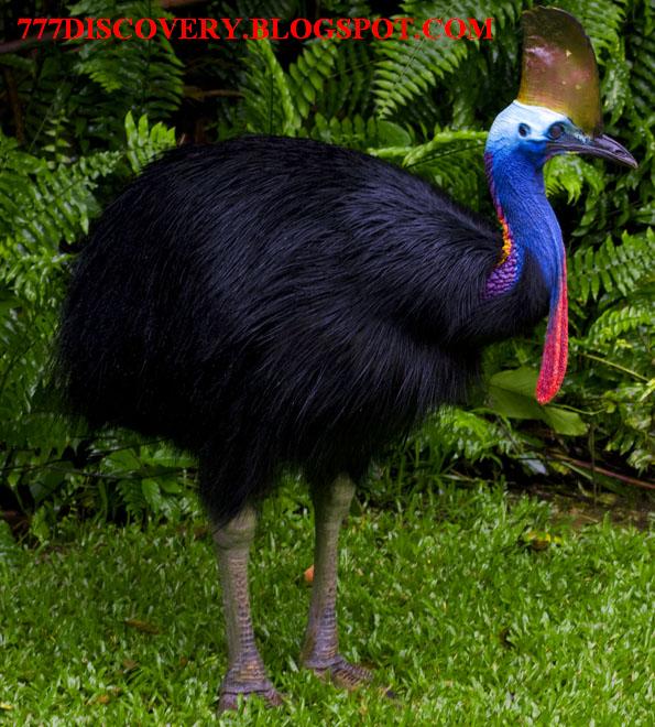 CASSOWARY VERY DANGER BIRD ~ SAVE OUR TIGERS