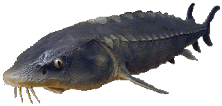 pescados y mariscos: ESTURION