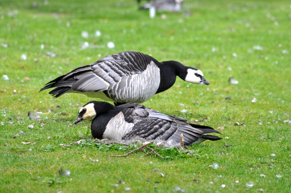 Seaview Wildlife Encounter: Barnacle Geese incubating their eggs and ...
