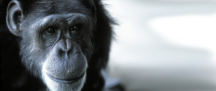 ANTROPOLOGIA FISICA COMPORTAMIENTO-EVOLUCION: WASHOE LA CHIMPANCE QUE ...