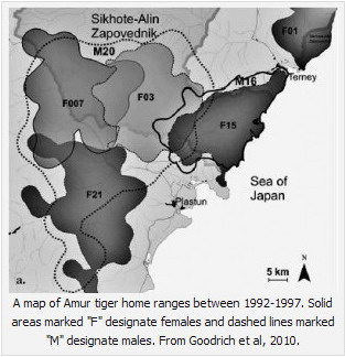 Siberian (Amur) Tiger: Mother tigers pass down territory to their daughters