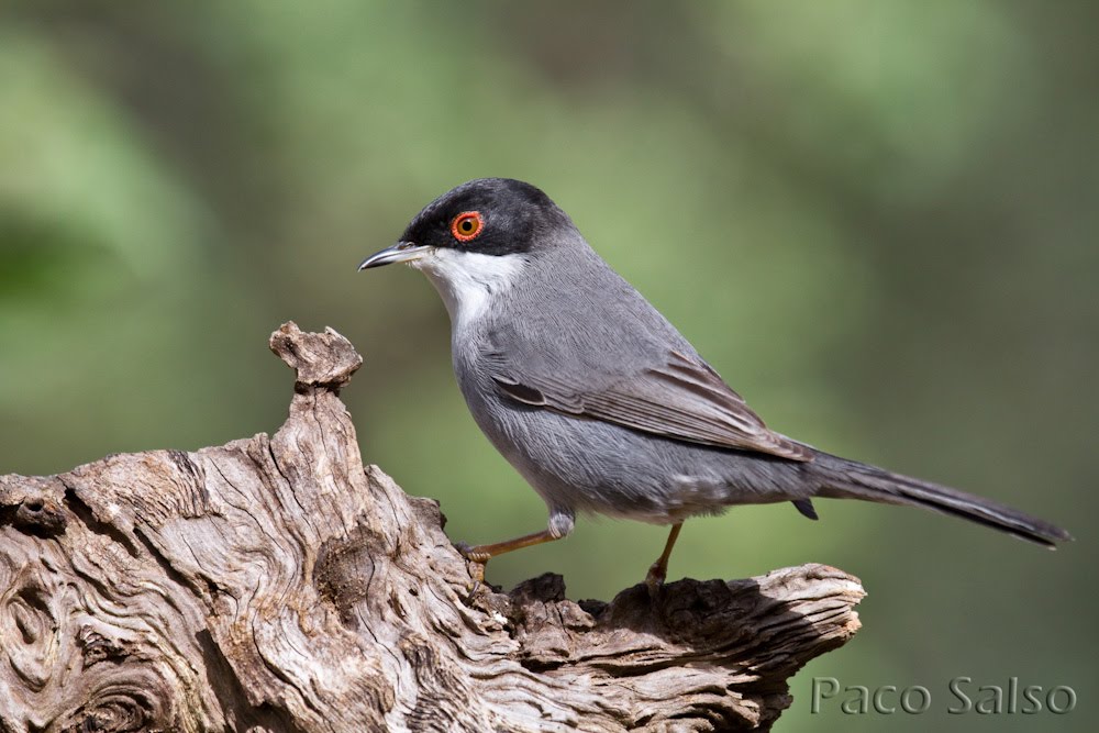 NATURALEZA ALADA . Paco Salso: LOS PASERIFORMES