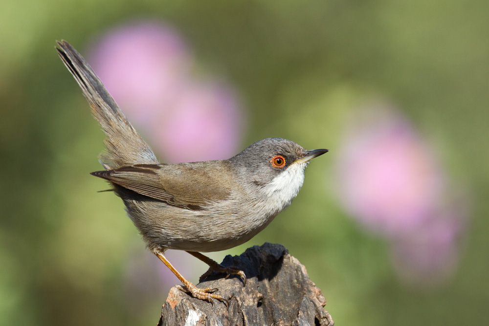 NATURALEZA ALADA . Paco Salso: LOS PASERIFORMES
