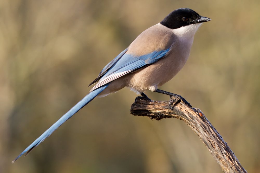 NATURALEZA ALADA . Paco Salso: LOS PASERIFORMES