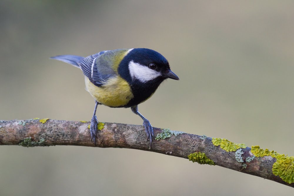 NATURALEZA ALADA . Paco Salso: LOS PASERIFORMES