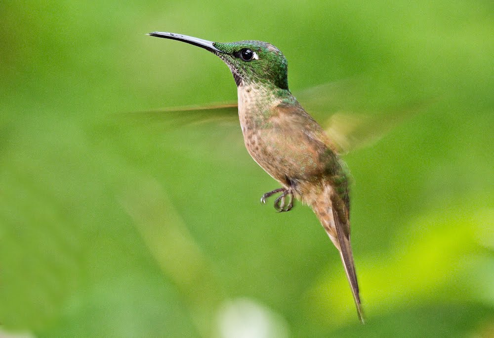NATURALEZA ALADA . Paco Salso: AVES DE ECUADOR