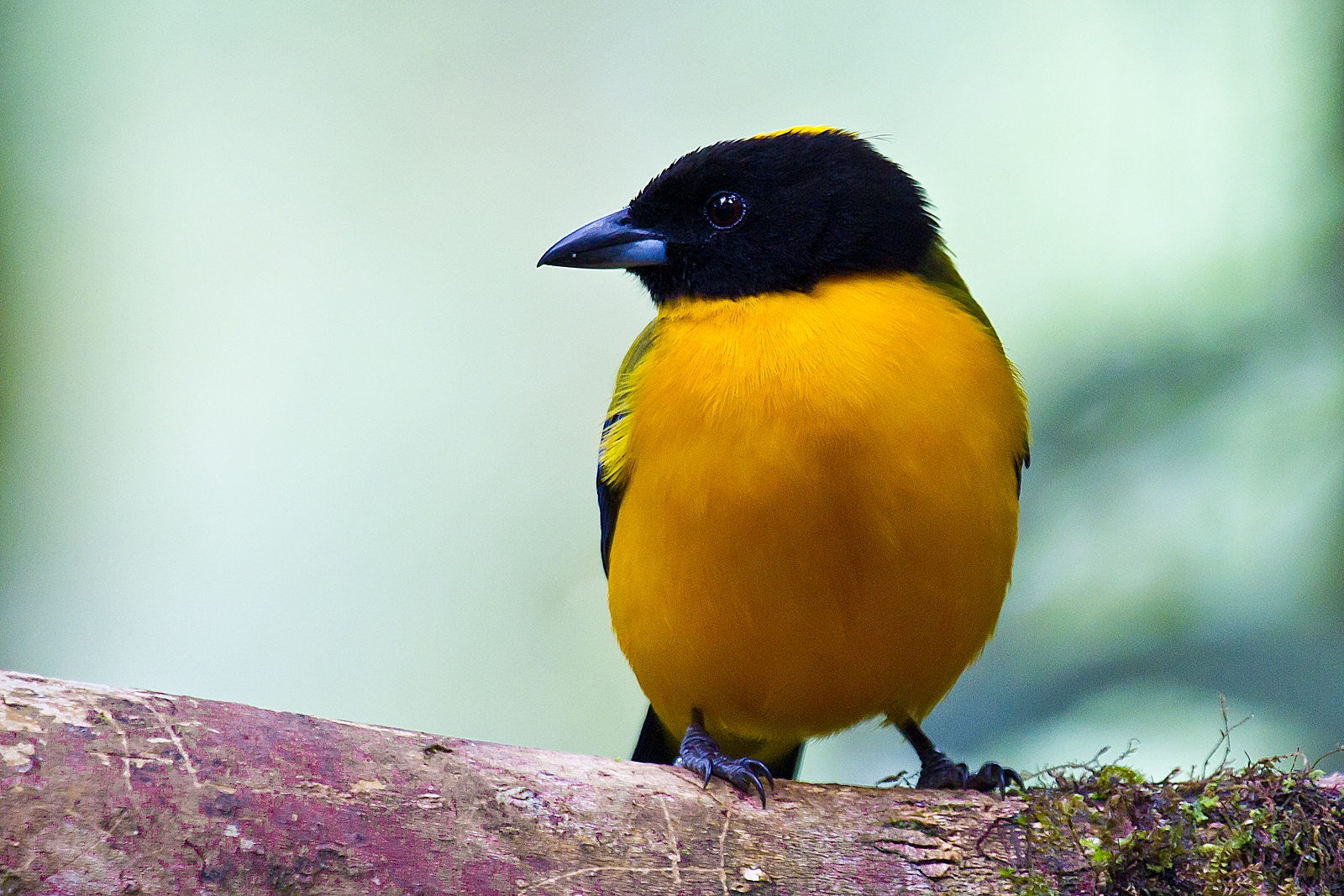 NATURALEZA ALADA . Paco Salso: Aves de Ecuador