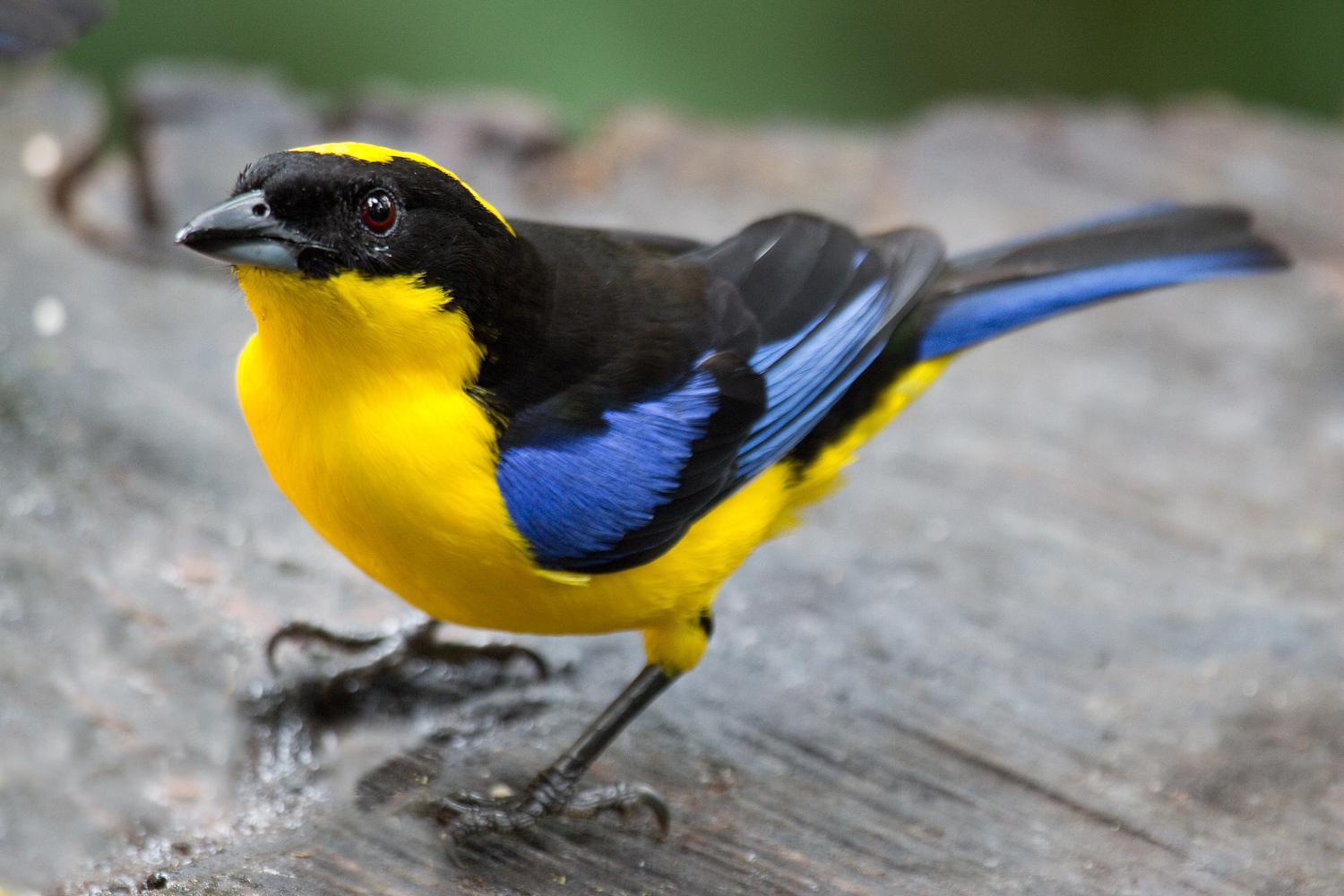 NATURALEZA ALADA . Paco Salso: Aves de Ecuador