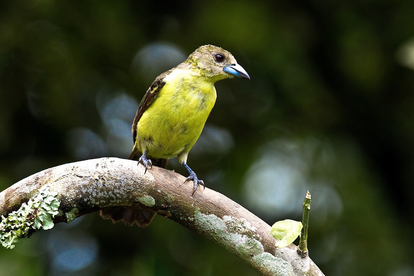NATURALEZA ALADA . Paco Salso: Aves de Ecuador