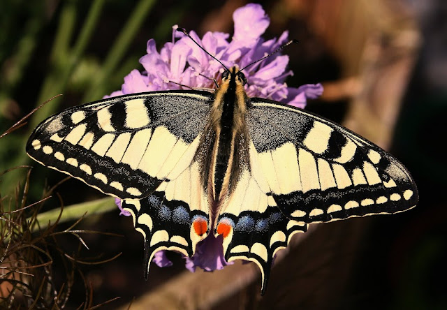 The Incredible Chrysalis | The Ark In Space