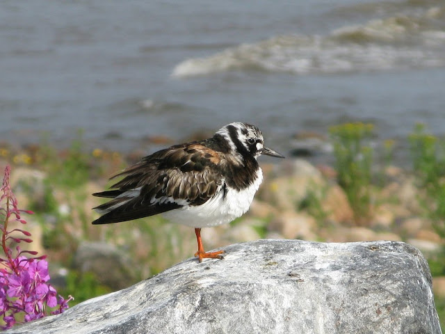 The Ruddy Turnstone – Record Breaking Tiny Migrant | The Ark In Space