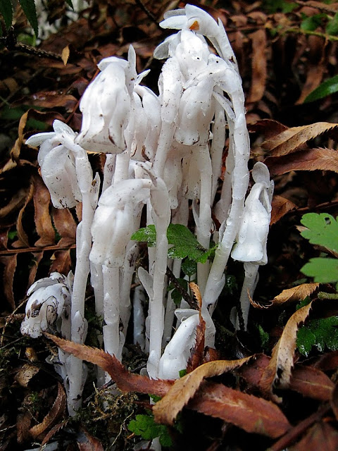 Amazing Mycotrophs ~ Kuriositas