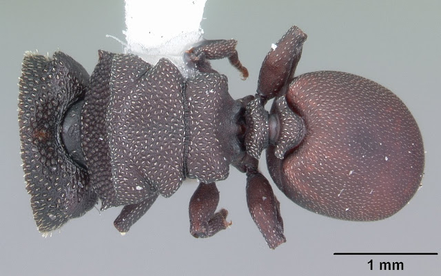 The Ant With a Door for a Head | The Ark In Space