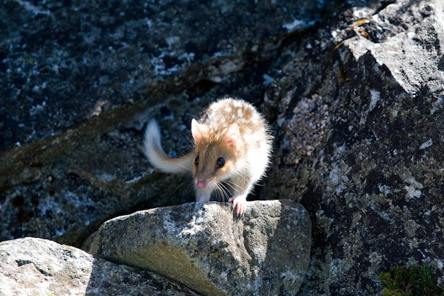 The Quoll – Cute Cousin of the Tasmanian Devil | The Ark In Space