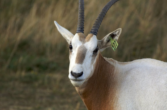 The Scimitar Oryx - Charismatic Antelope of the Desert | The Ark In Space