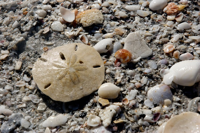 The Sand Dollar – the Animal that Can Clone Itself | The Ark In Space