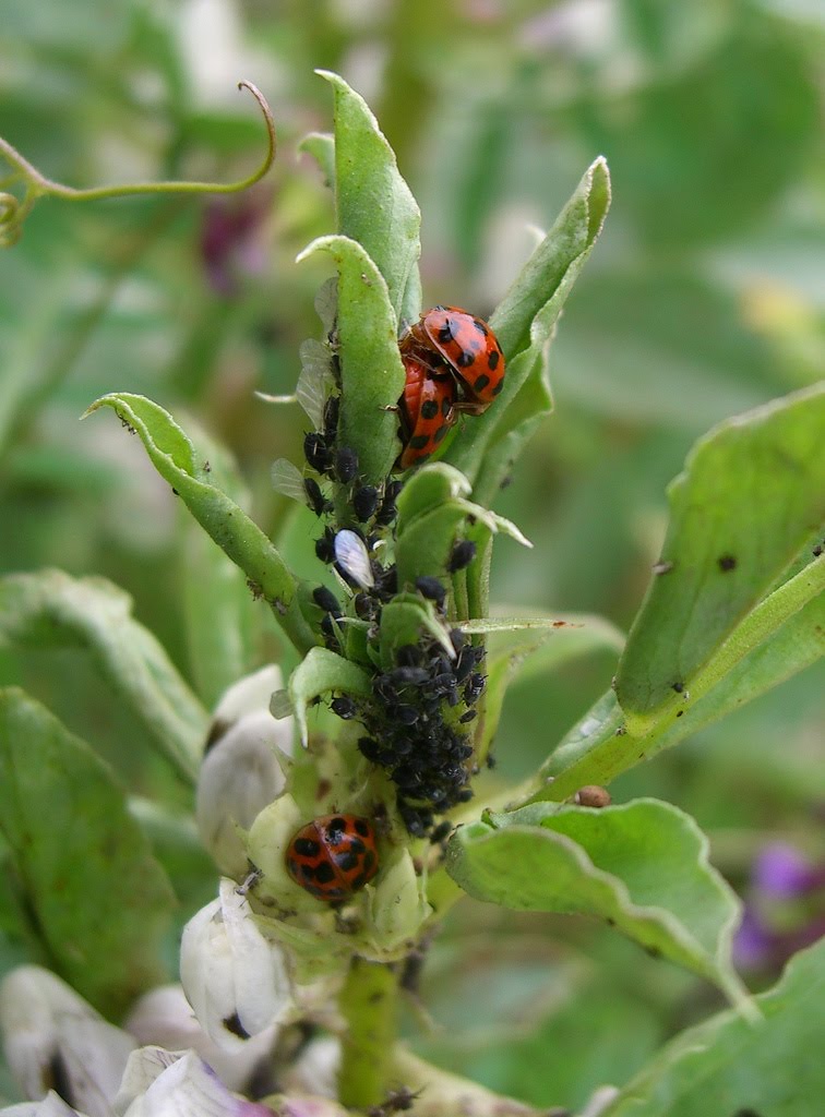 The Strange Life Cycle of the Ladybug | The Ark In Space