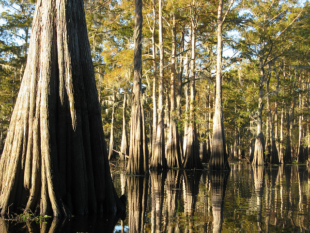 Atchafalaya – the Biggest Swamp in the States ~ Kuriositas