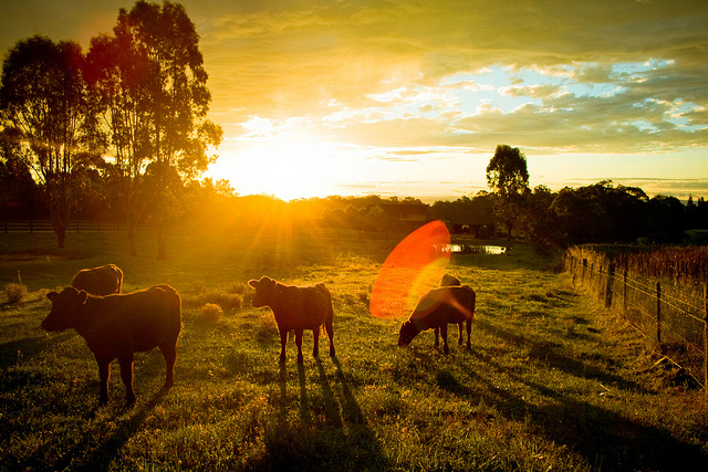 Golden Hour Photography Horses