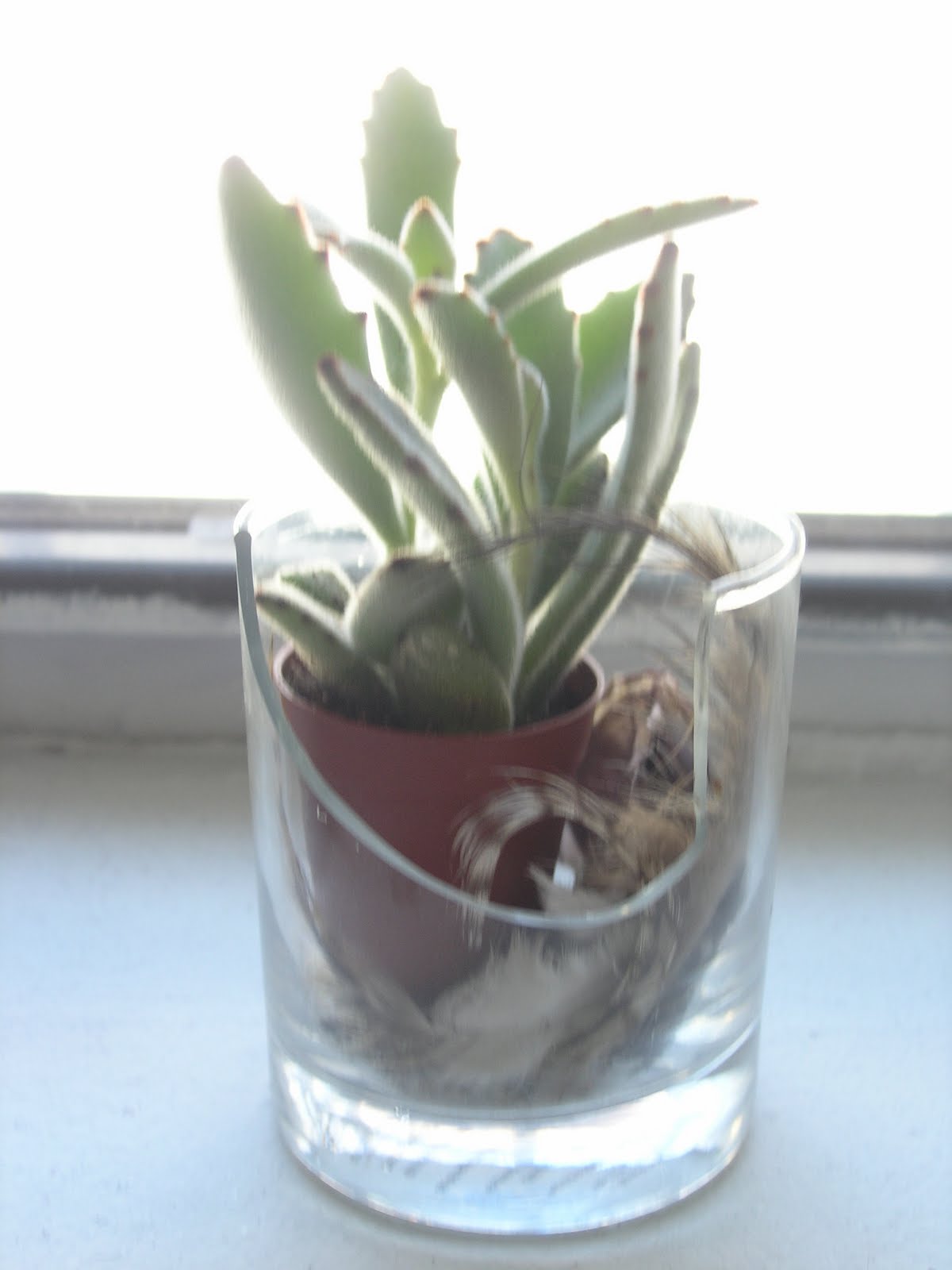 XXCC: dreamscape: missing