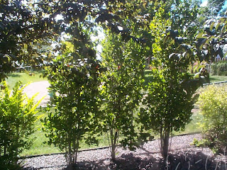 Denver Landscape Plants: Columnar Buckthorn