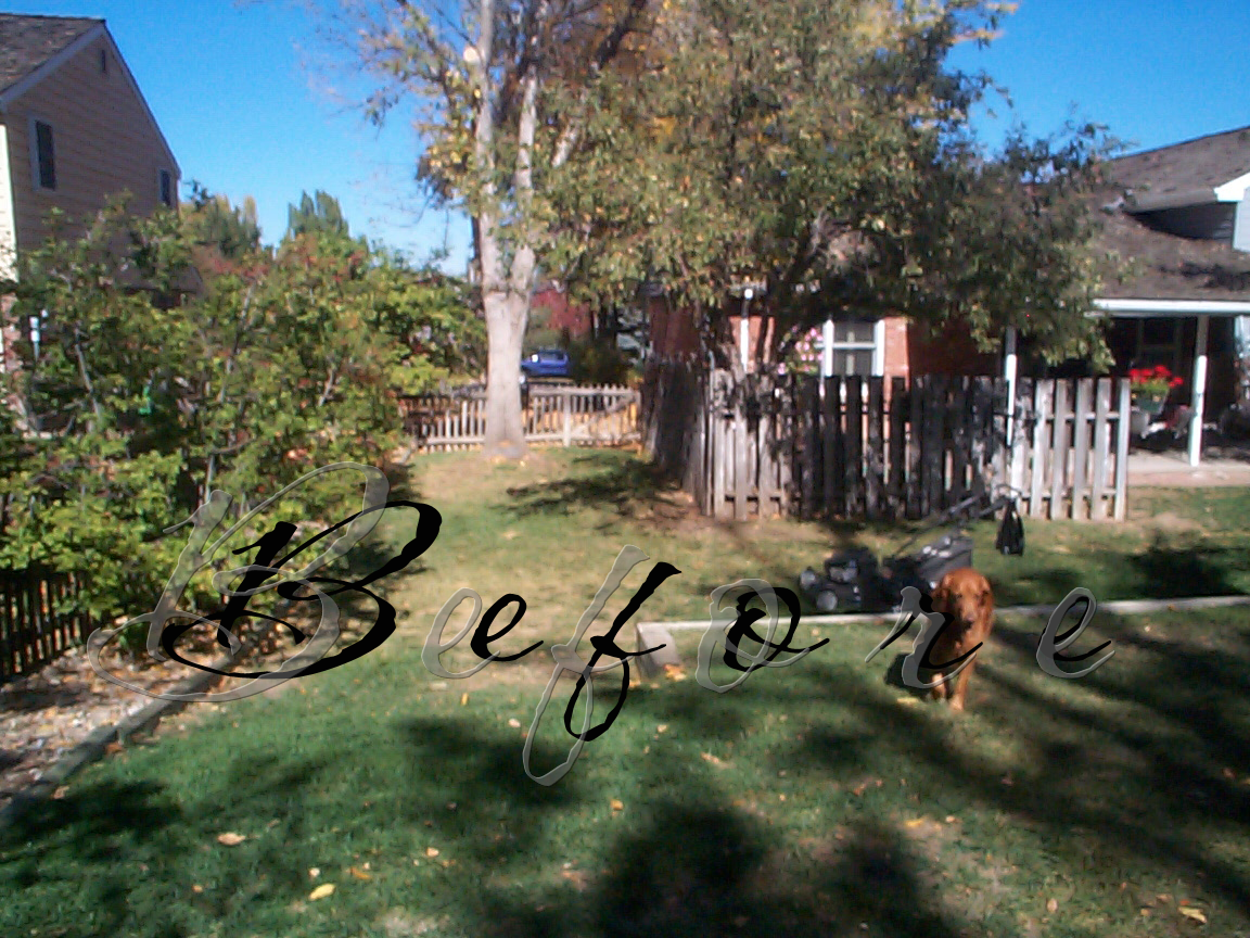 Black Forest Landscape Design Studio: Dog Friendly Yard
