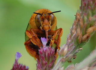 Ms_Voren: Teddy Bear Bee