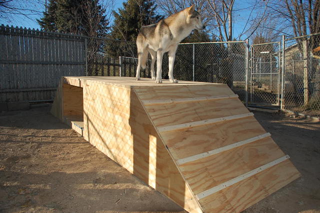 Points Unknown; Dog-Based Adventures: New Dog Structure