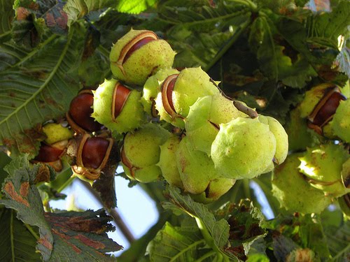 Vamos a comer: El Castaño