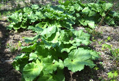 patternpatisserie: Rhubarb, rhubarb everywhere...OH YUM!!! Manchester ...