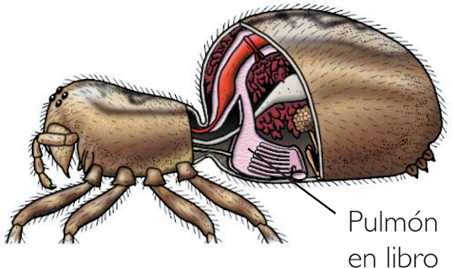 Ciencias 1: Pulmón en libro de los arácnidos