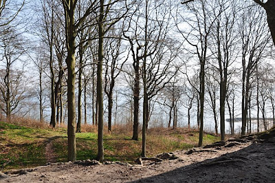LOPHOPHORA: Ramsons covering the forest floor - information on the ...