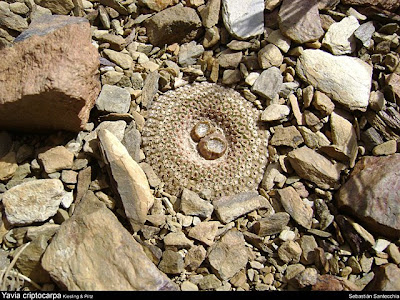 LOPHOPHORA: Yavia cryptocarpa habitat pictures - information on the ...