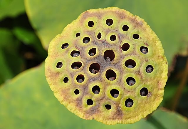 Trypophobia Plant