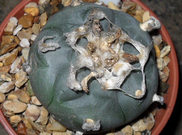 LOPHOPHORA: Peyote plants for sale - information on the peyote cactus ...