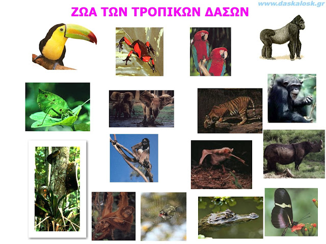 Δασκαλος Κ.-Teacher K.: Η ΖΩΗ ΣΤΑ ΤΡΟΠΙΚΑ ΔΑΣΗ (1)