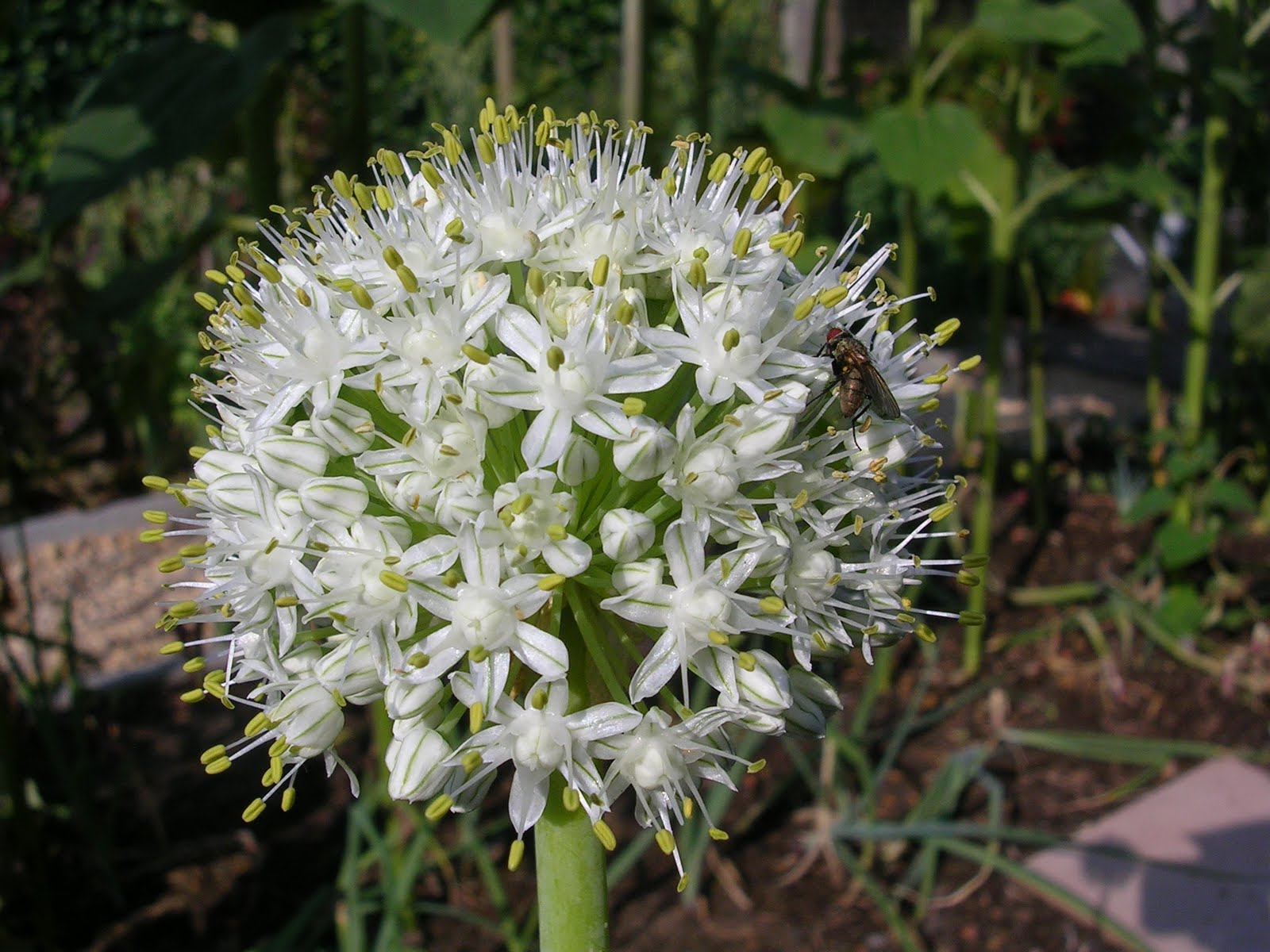 welvaertshof: Bloeiende ajuin