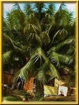 FOOD: SAGO FOOD THAN ORIGINAL INDONESIAN RICE