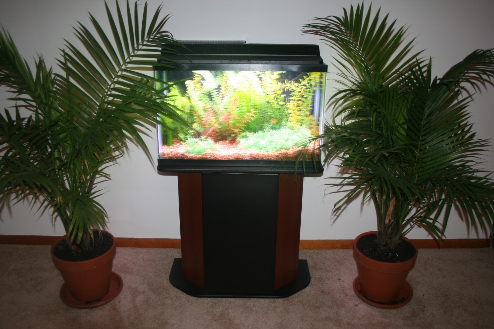 The Fish.Net: Livebearer Colony Breeding Set Up