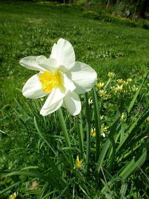 Jarvis House: Jarvis House Daffodils are Blooming