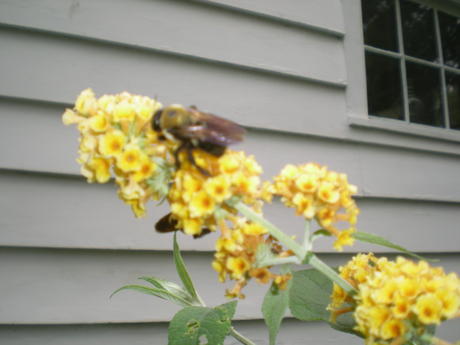 Jarvis House: Early Autumn Perennials in the Jarvis House Garden