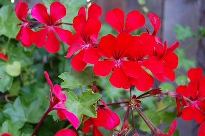 My Painted Garden: Let's Paint Red Geraniums