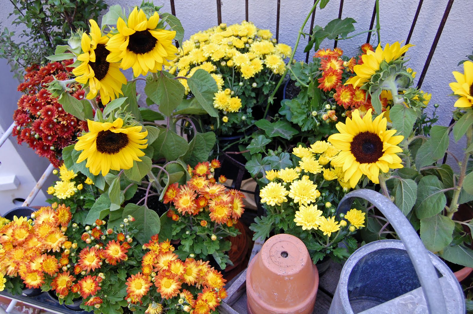 My Painted Garden: Mums and Pumpkins