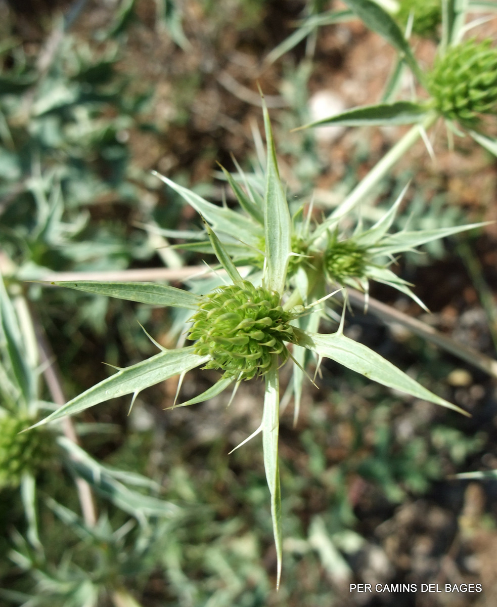 PER CAMINS DEL BAGES: PANICAL