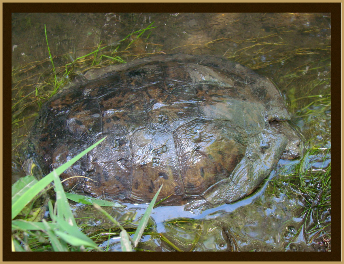 Hydromedusa tectífera - Tortuga de río : Reptiles y Anfibios. La Plata ...