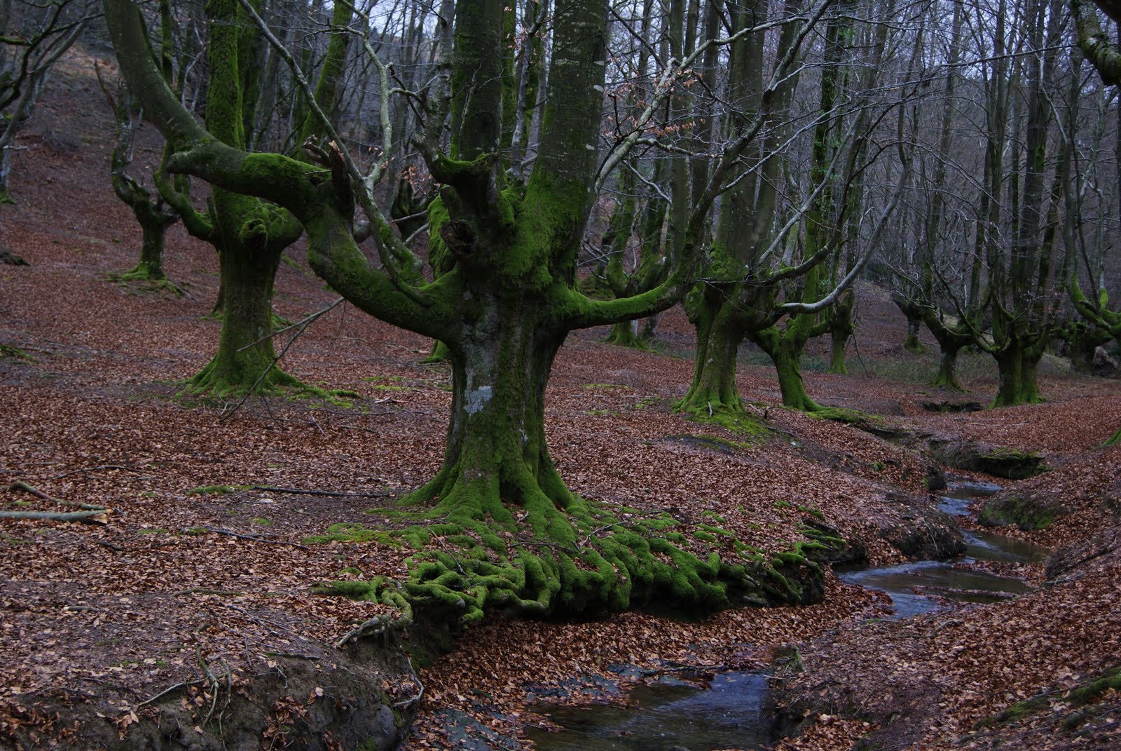 Txirpial: CUENTO DE BASAJAUN 2ª PARTE