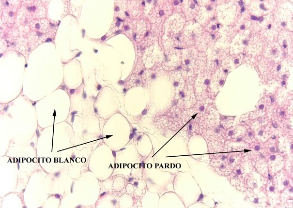 Biologia Humana 2º Bach. Pilar: Práctica 7: Observación del tejido adiposo.