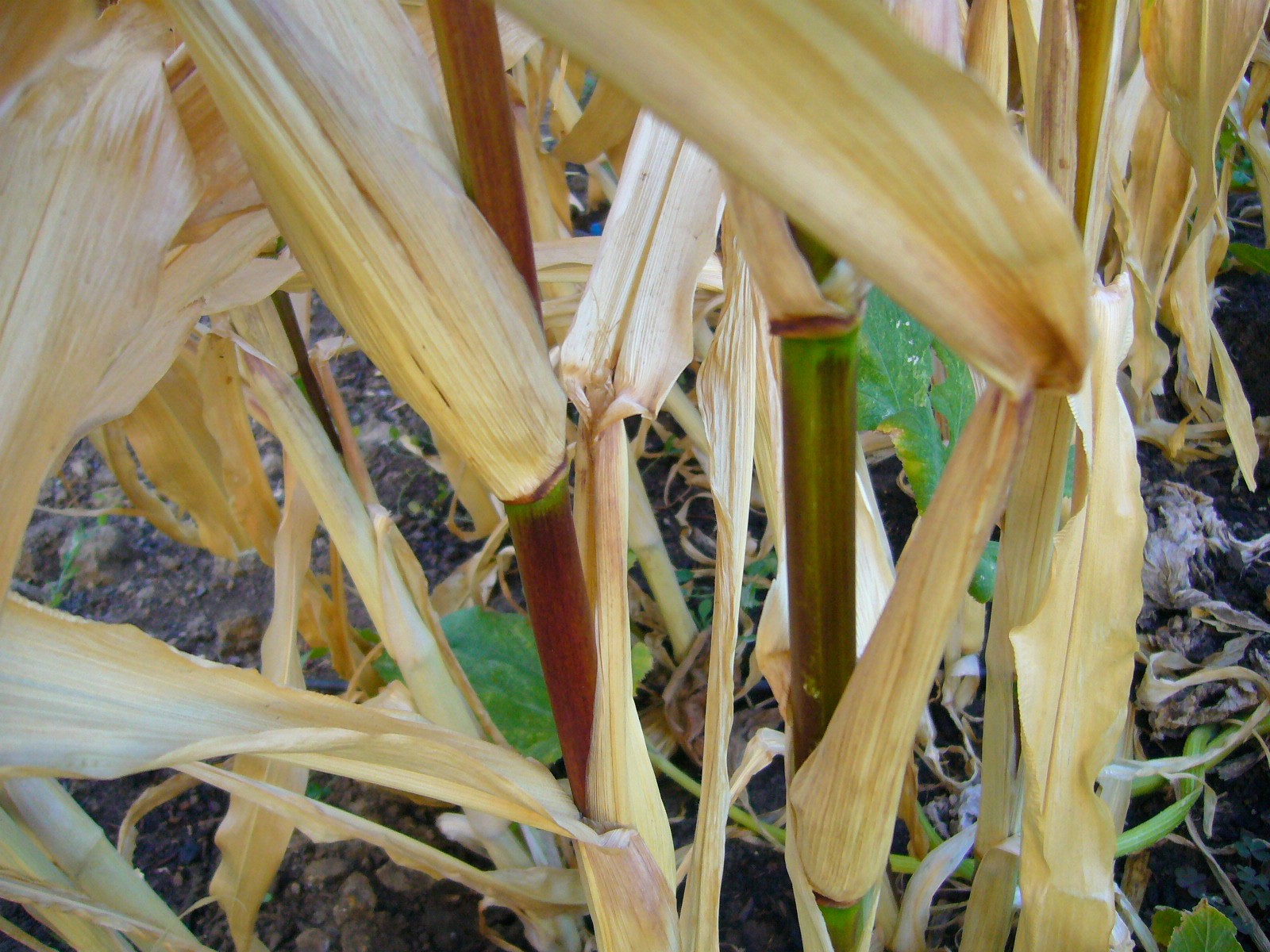 Sacramento Vegetable Gardening: My Corn Fails Like Alex Smith