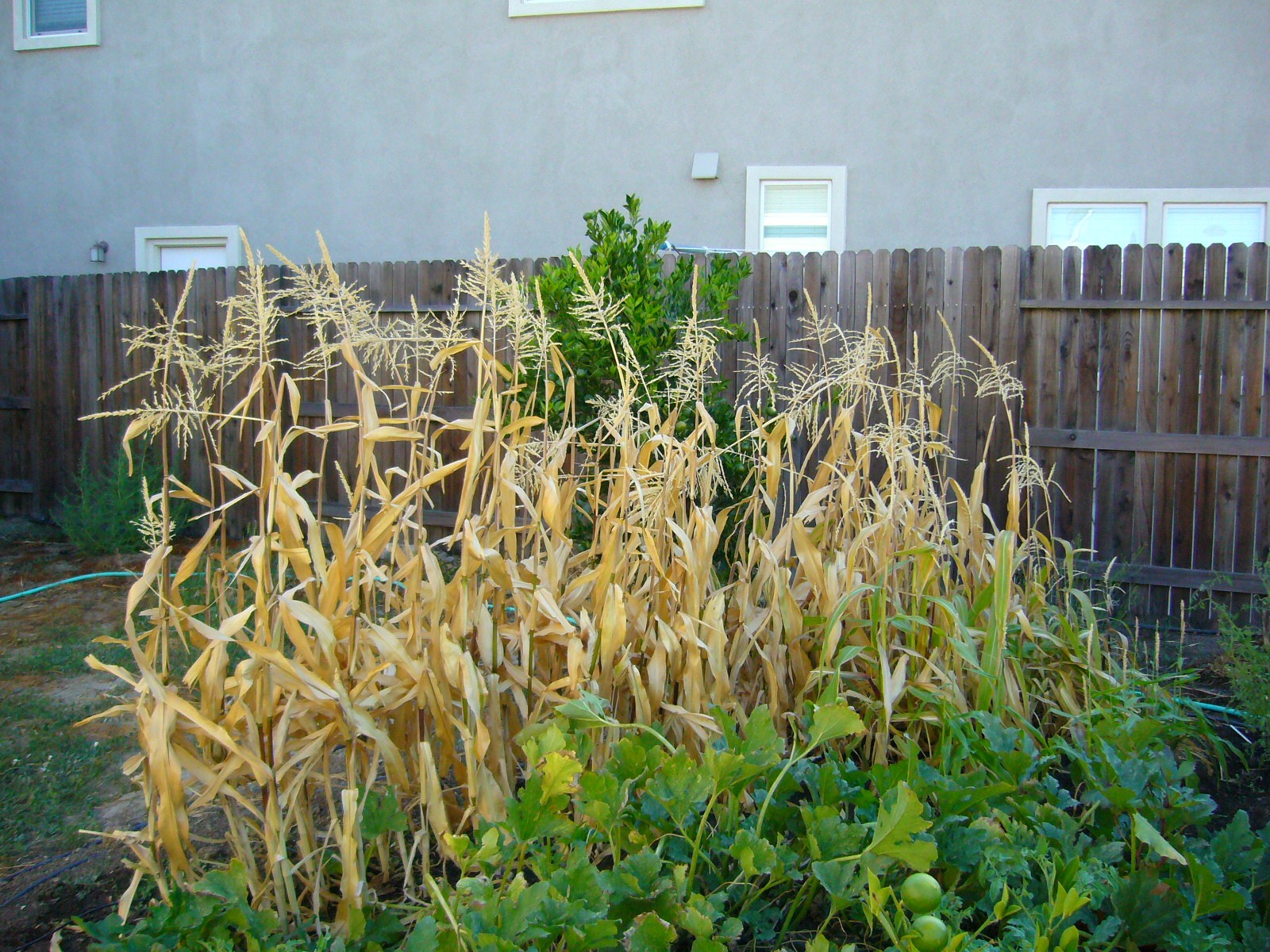 Sacramento Vegetable Gardening: My Corn Fails Like Alex Smith