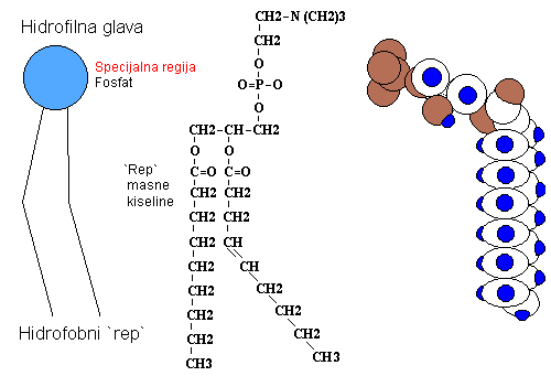 Instrukcije iz kemije i biologije: INSTRUKCIJE IZ BIOLOGIJE - BIOMEMBRANE